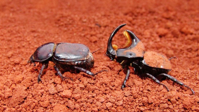 Aconsejan recorrer lotes para prevenir daños del bicho torito - Primera ...