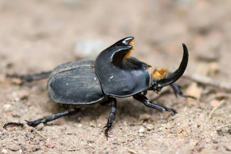Aconsejan recorrer lotes para prevenir daños del bicho torito - Primera ...