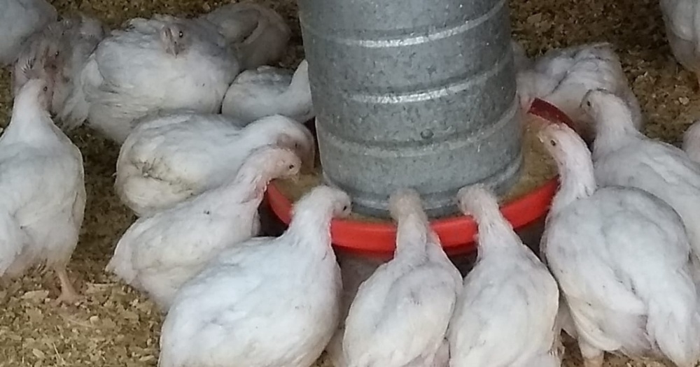 Diseñarán un matadero modelo para la faena de pollos - Primera Edición