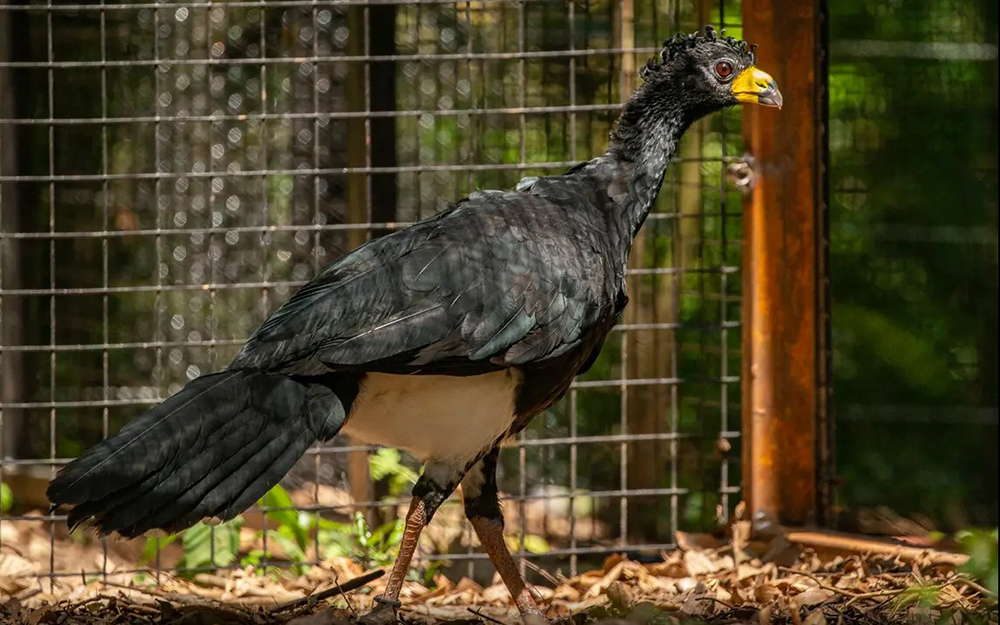 Esteros del Iberá: liberaron siete ejemplares de muitú - Primera Edición