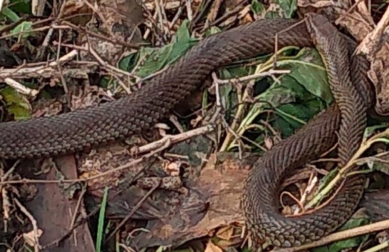 En Miguel Lanús, bomberos rescataron una víbora “culebra ratonera ...