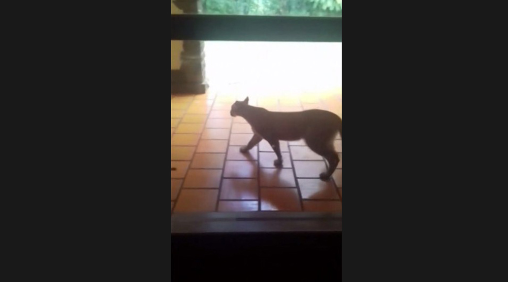 Brasil: filman a un puma en el Parque Nacional en Foz de Iguazú ...