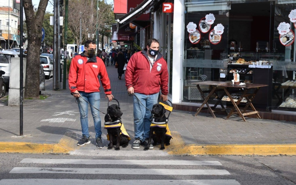 Los perros guía “permiten ver a los ciegos a través de ellos” - Primera ...