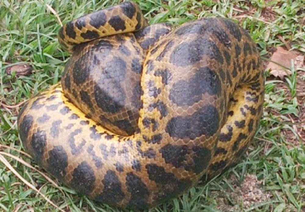 Rescataron una enorme boa constrictora en el barrio Nemesio Parma ...