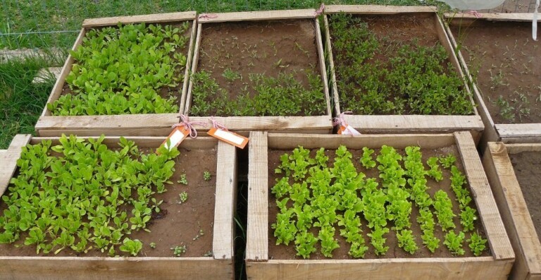 ¿Cómo se hace un almácigo y cuándo conviene? - Primera Edición