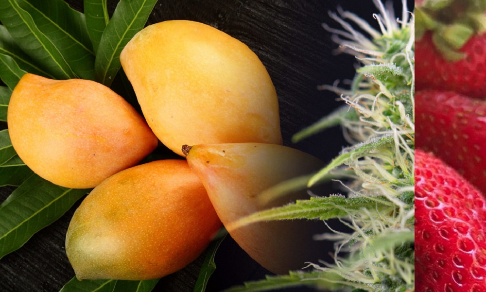 Universidad elabora un snack de frutas con cannabis - Primera Edición