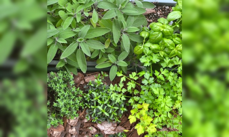 Todo lo que se debe saber sobre aromáticas, sus usos y cuidados ...