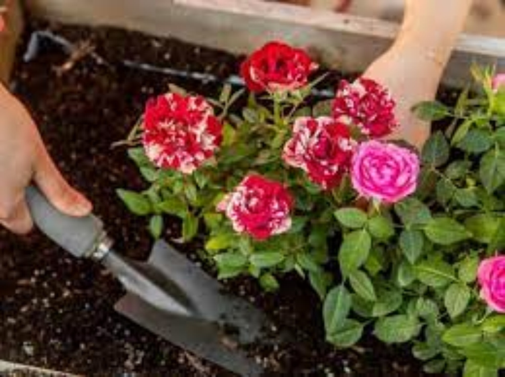 Cómo reproducir rosas con estacas en el patio o en macetas - Primera Edición