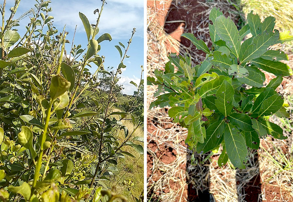 “Estamos haciendo todo al revés” en el manejo del rulo y langosta en ...