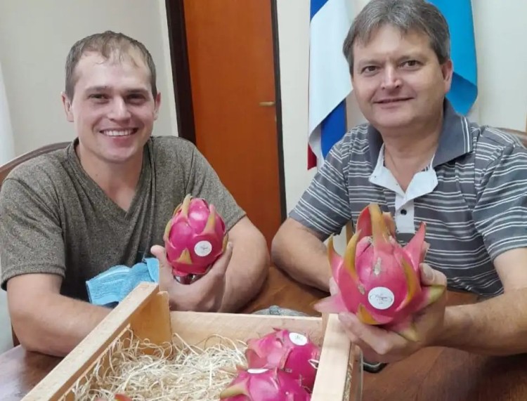 La fruta del dragón, cultivo que se destaca en Cerro Azul - Primera Edición