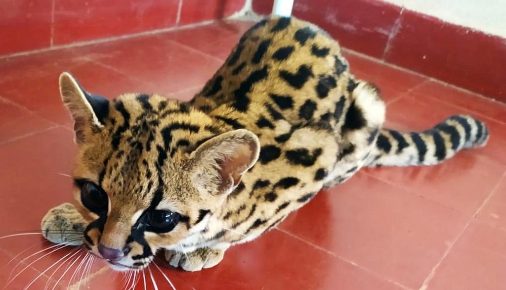 Rescataron a una cría de gato onza que deambulaba por la ruta - Primera ...