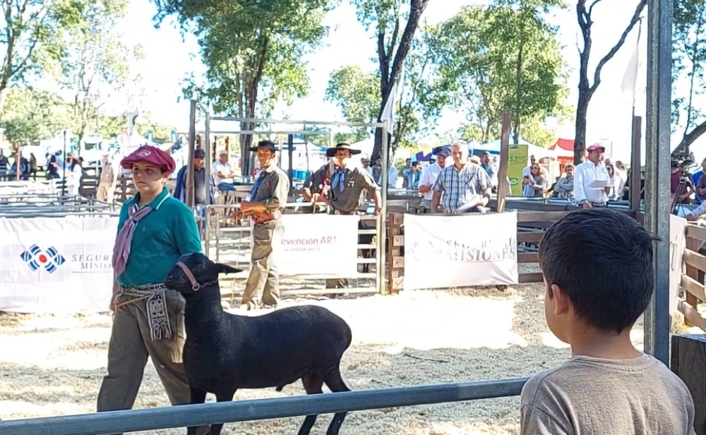 La supremacía de la raza Santa Inés criada en pastos nativos de ...