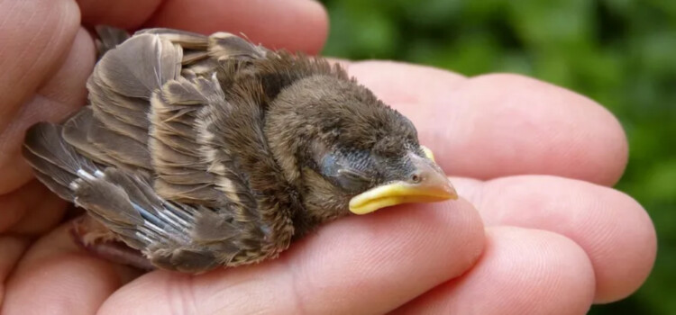 ¿Qué hacer al encontrar pichones de aves o pájaros bebés? - Primera Edición