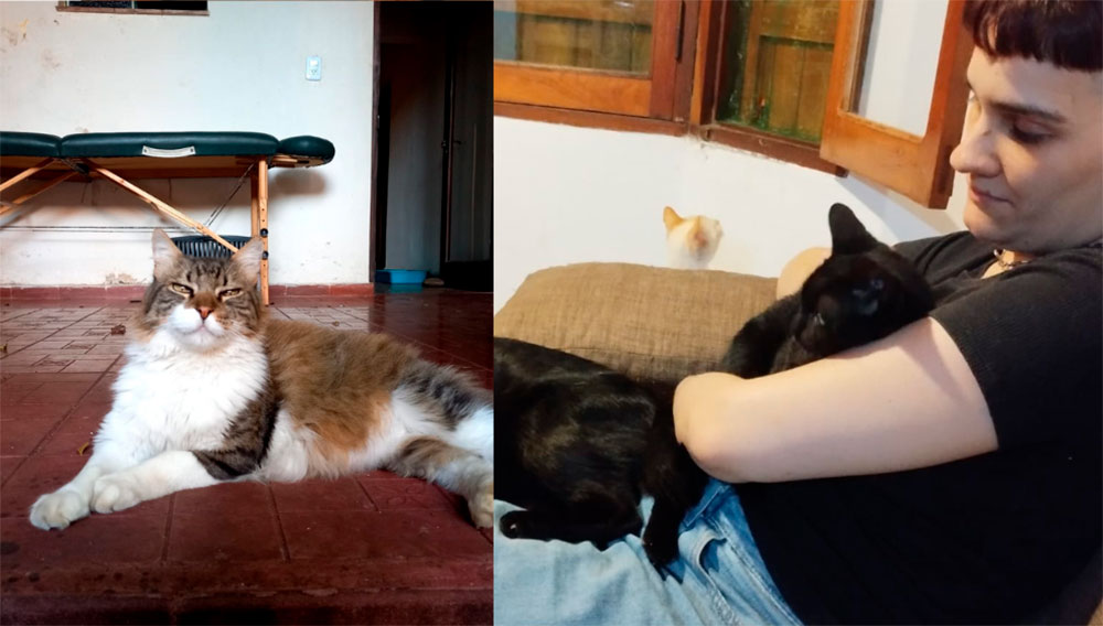 Cat Sitter Posadas: el emprendimiento que cuida gatos a domicilio ...