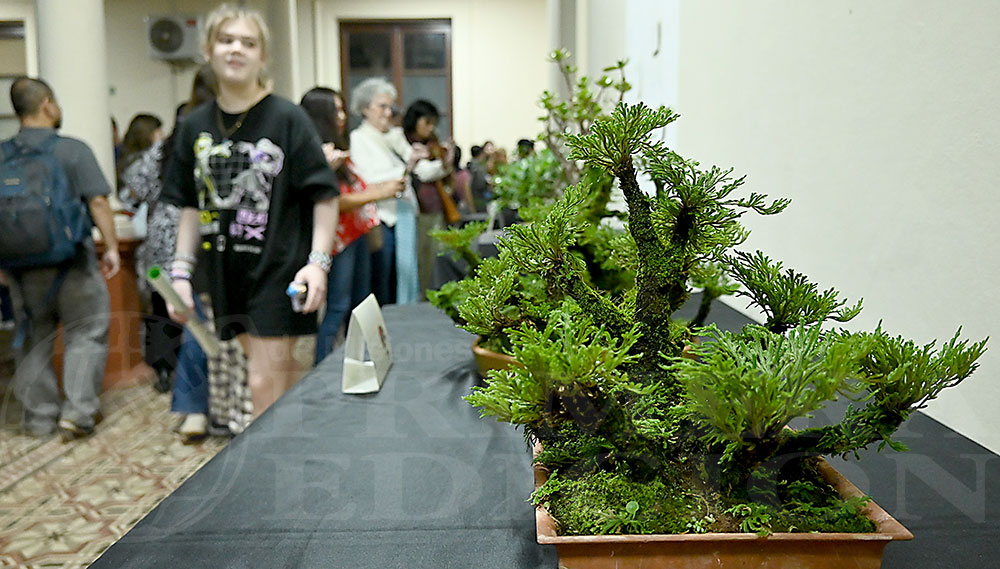 El arte milenario del bonsái se luce en la Casa de Gobierno - Primera ...