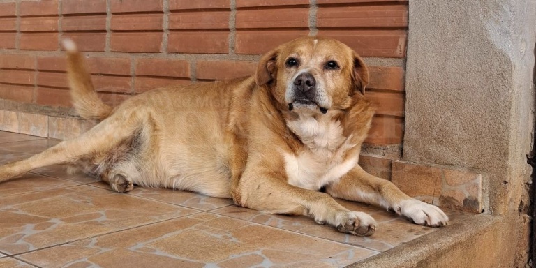 Conocé la historia de "Muchacho", el guardián de los vecinos en el ...