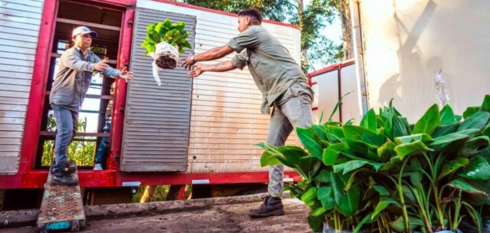 Biofábrica Misiones despachó 60.000 plantines de banano a Salta ...