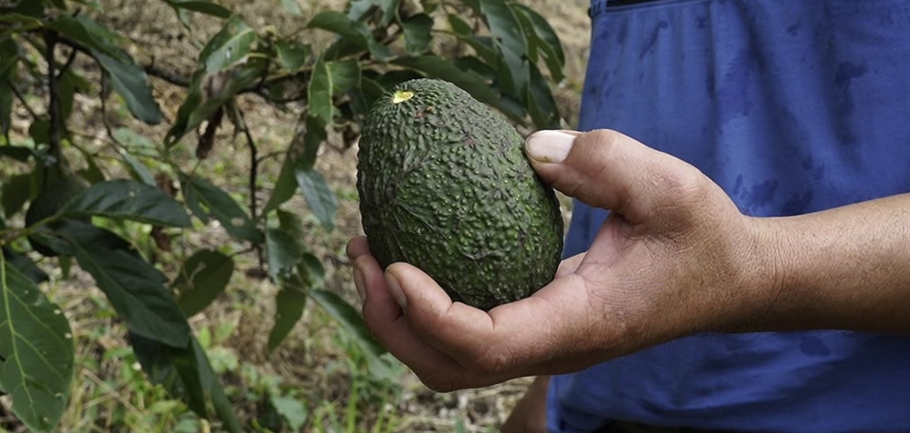 Abejas nativas para mejorar la palta Hass en Misiones